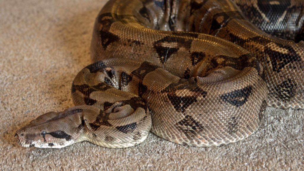 Boa constricteur, serpent musclé et de grande taille ! Qui est-il ...
